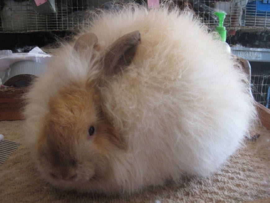 Top 5 Angora Rabbit Breeds - English, Giant, French