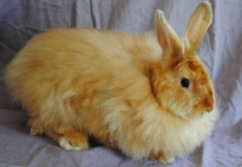Top 5 Angora Rabbit Breeds - English, Giant, French
