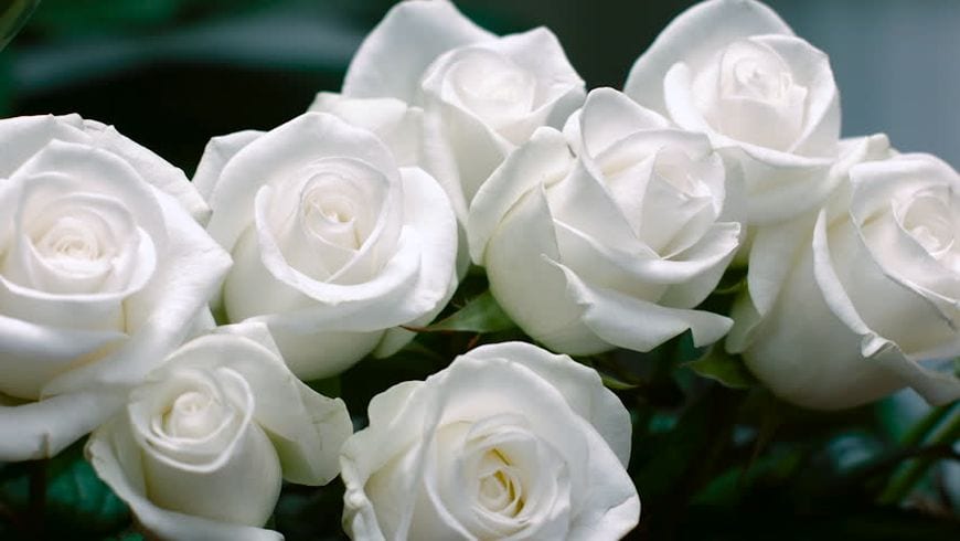 Roses: Different Colors And Their Meanings - Foreign Policy
