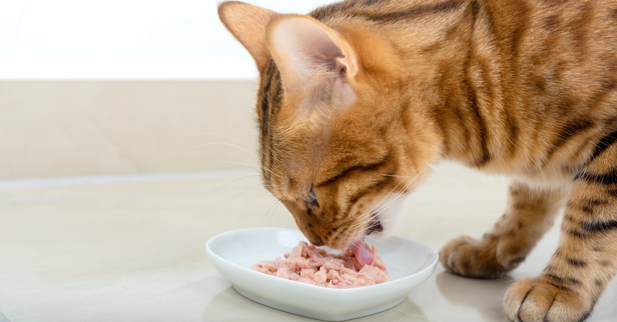 Understanding the Nutritional Profile of Tuna Flakes for Cats - Foreign ...